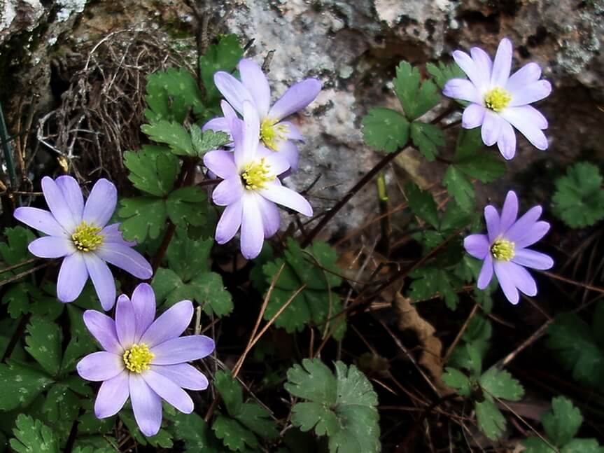 Anemonele - cultivare, ingrijire, inmultire si daunatori